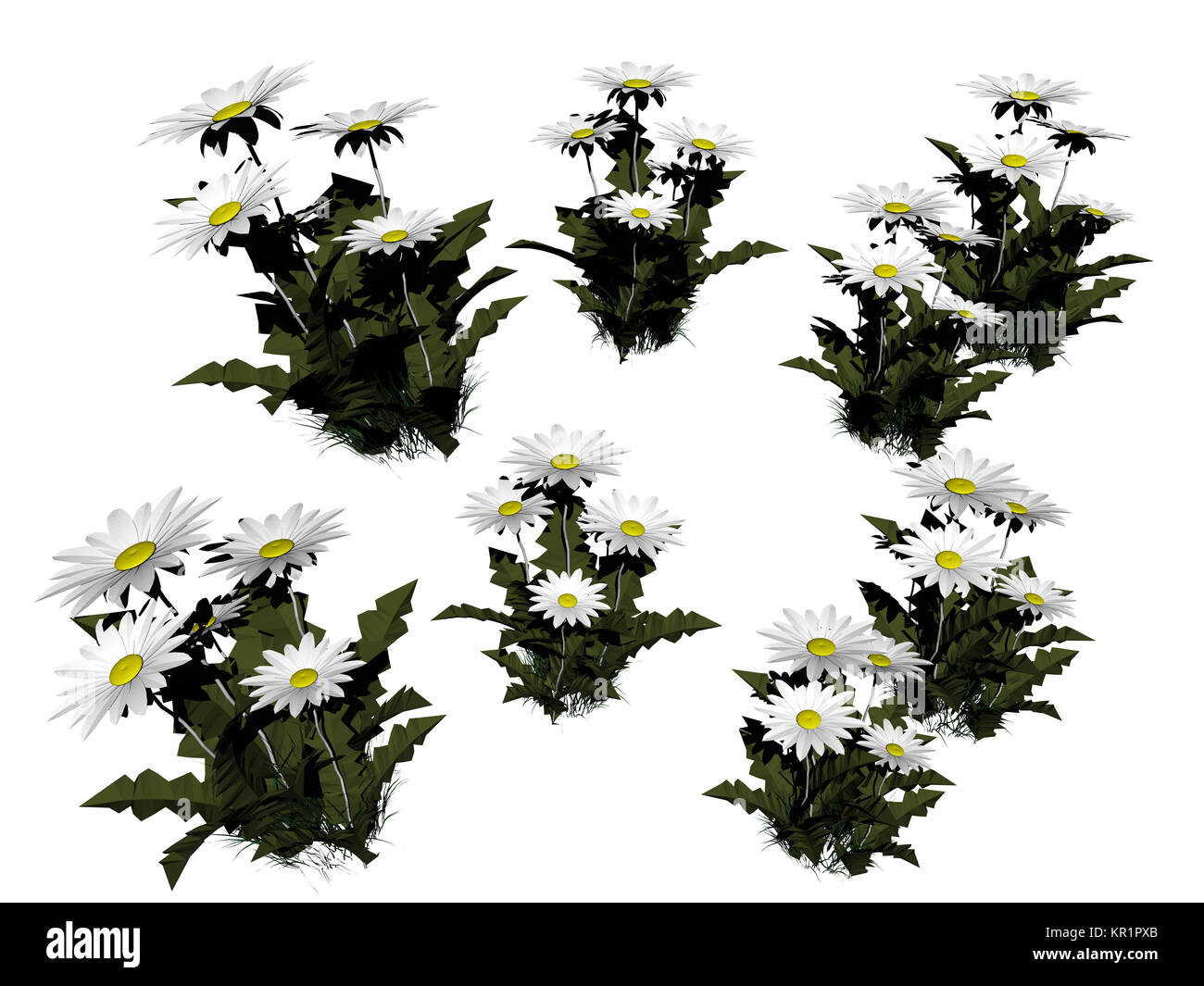 Margerites hi-res stock photography and images - Alamy