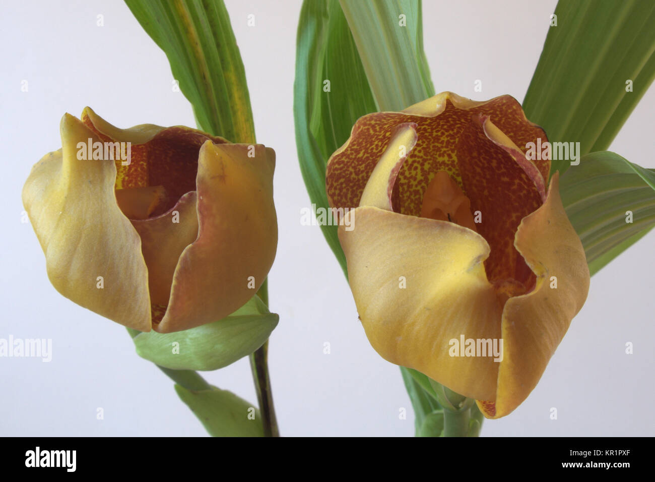 Anguloa Ruckeri High Resolution Stock Photography and Images - Alamy