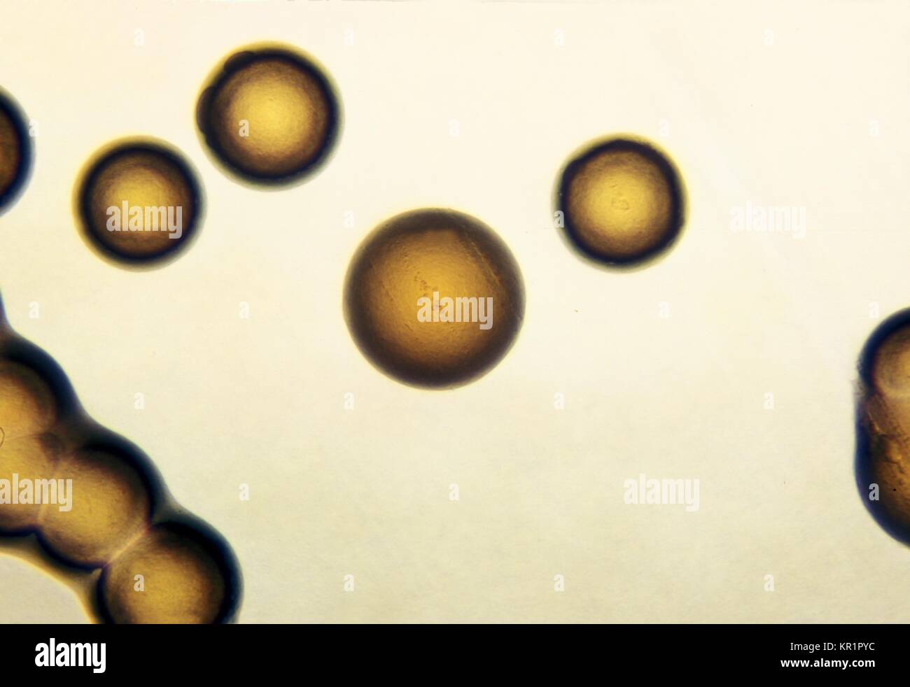 Diplococcus hi-res stock photography and images - Alamy