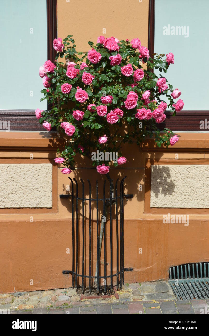 Climbing rose wall hi-res stock photography and images - Alamy