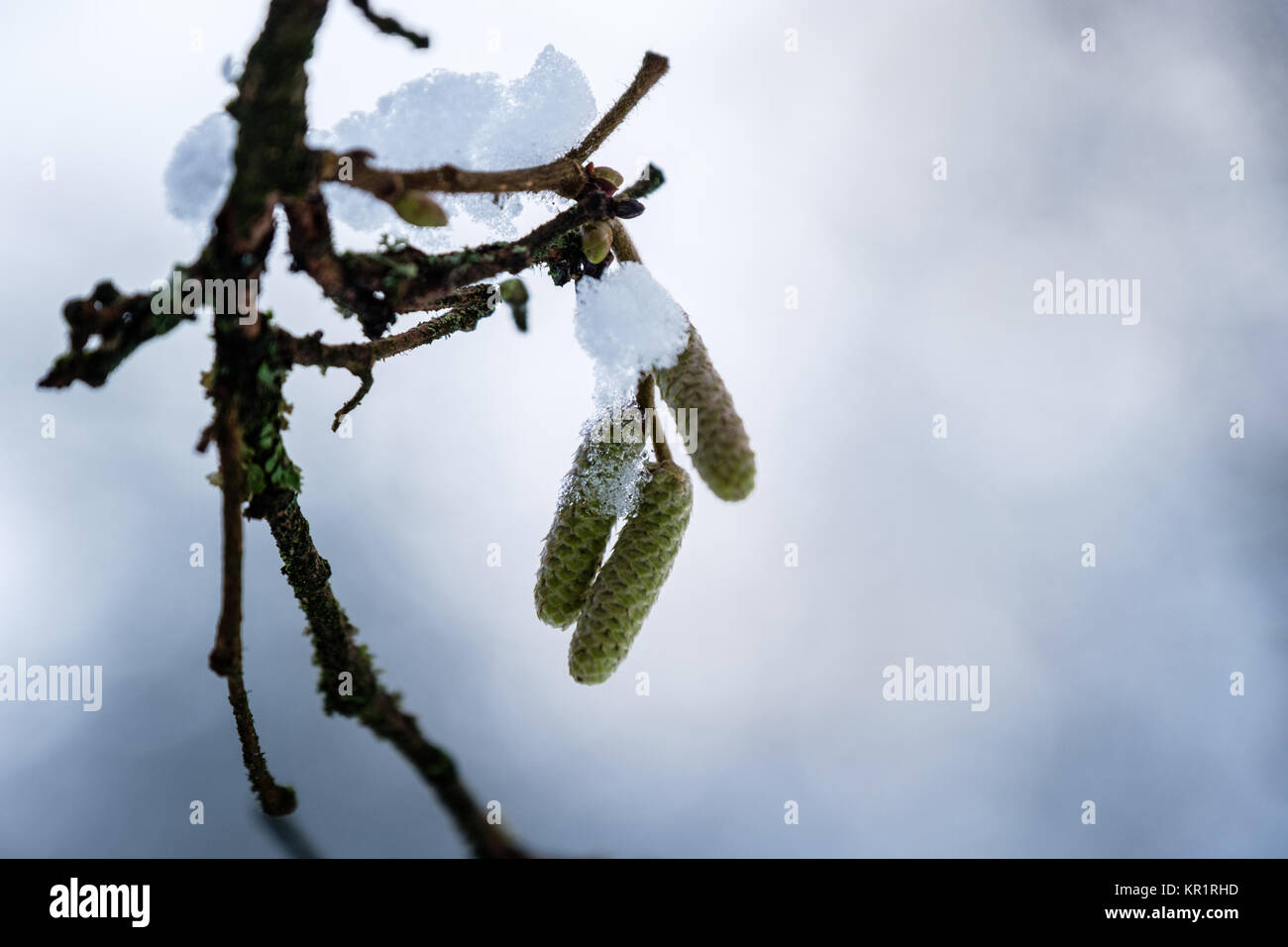 Frozen catkins hi-res stock photography and images - Alamy