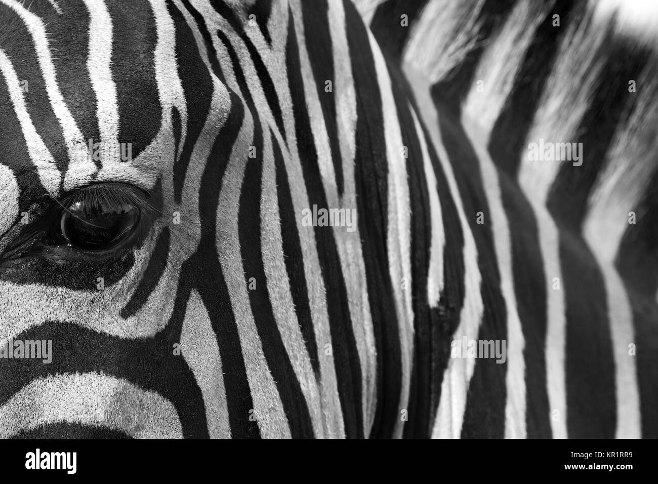 Zebra eyelashes hi-res stock photography and images - Alamy
