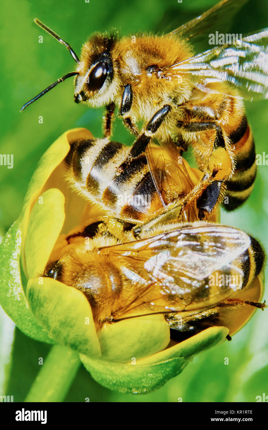 Bee Three Wing High Resolution Stock Photography and Images - Alamy