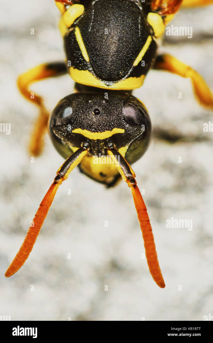 Wasps head closeup Stock Photo - Alamy