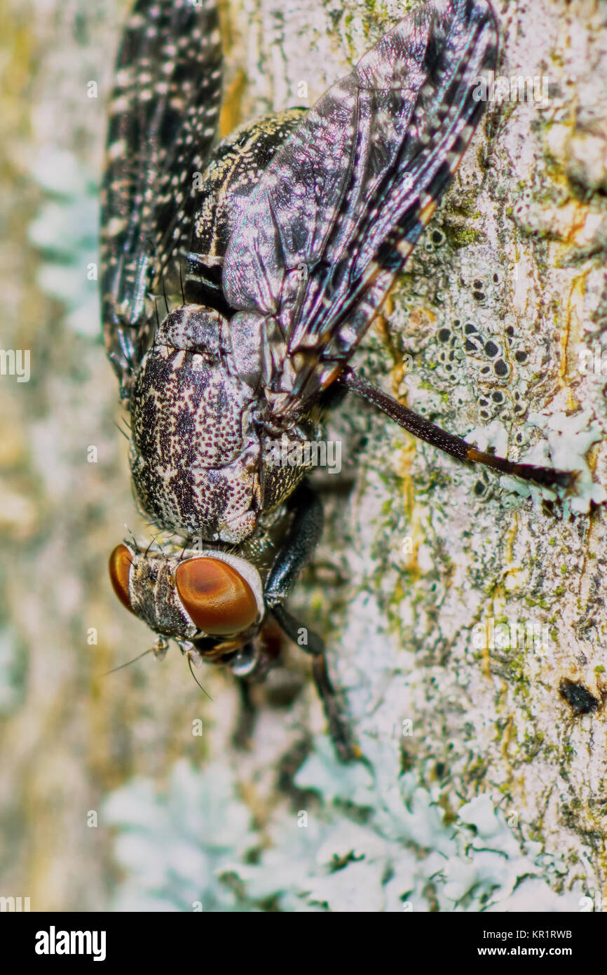 Interesting fly spotted Stock Photo - Alamy