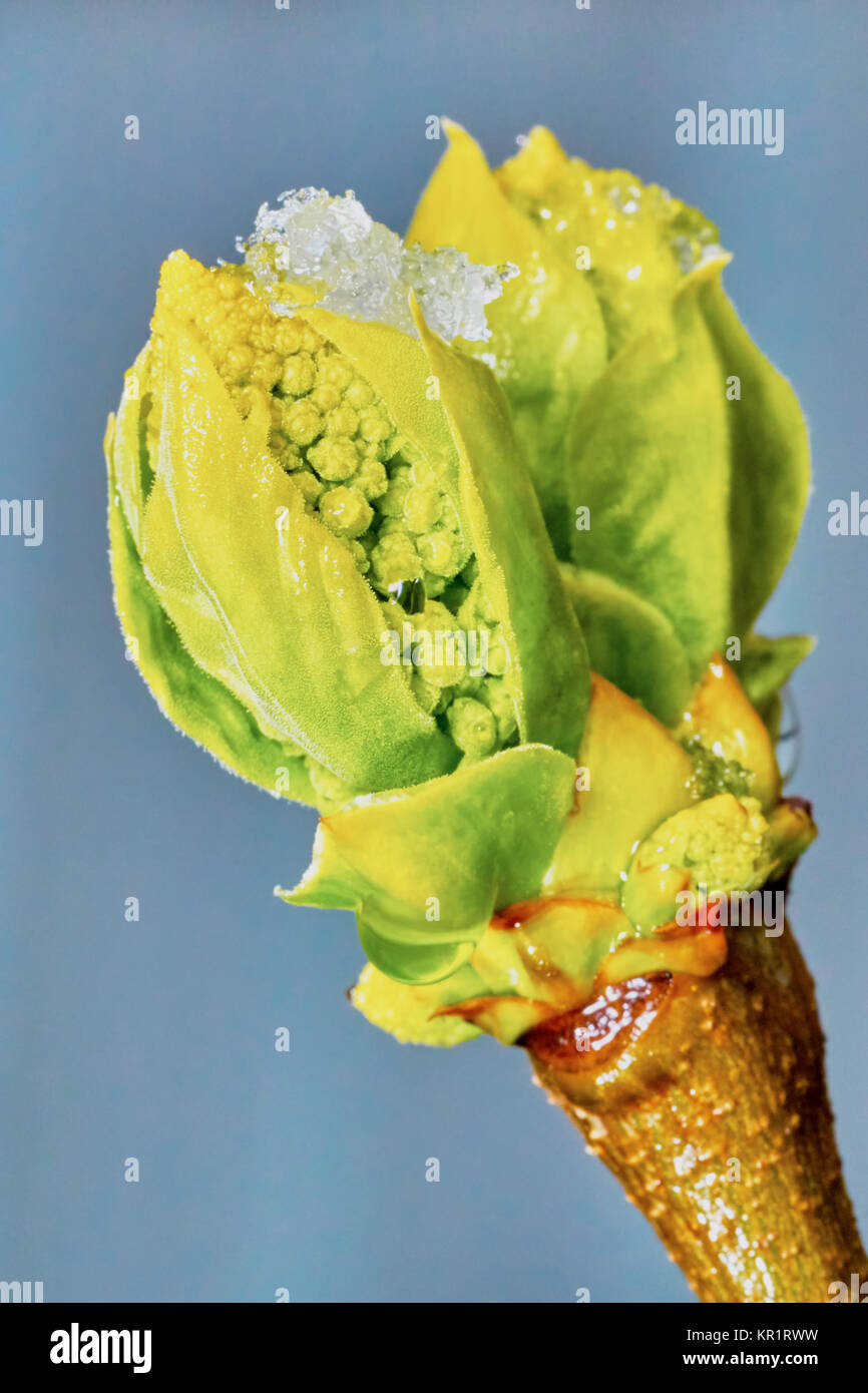 Swollen stem hi-res stock photography and images - Alamy