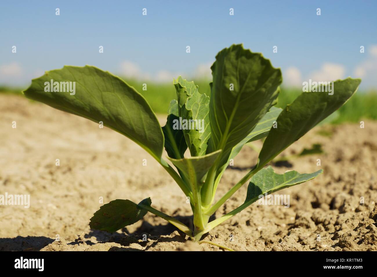 young cabbage plant in a cabbage field Stock Photo - Alamy