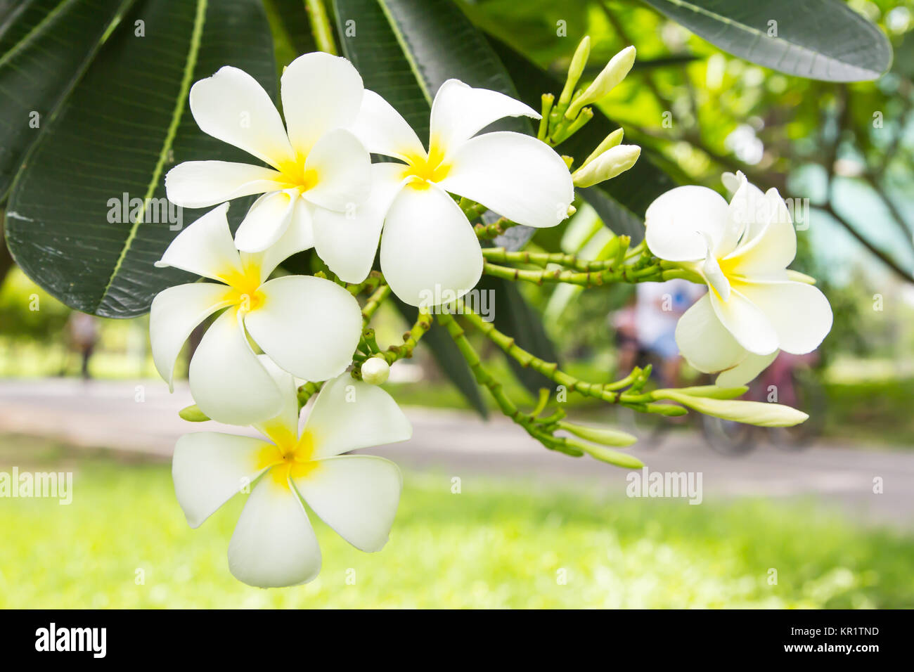 White frangipani flowers Stock Photo - Alamy