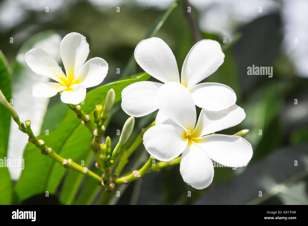 White frangipani flowers Stock Photo - Alamy