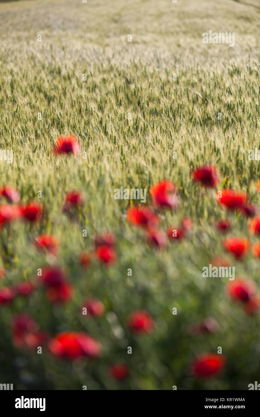 Wheat field in summer Stock Photo - Alamy