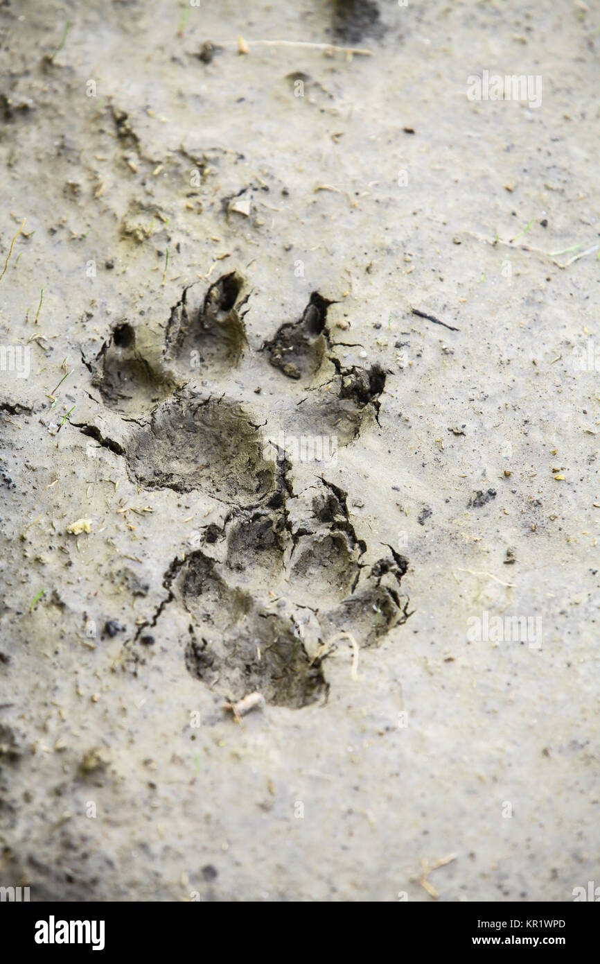 Dog paw imprint Stock Photo - Alamy