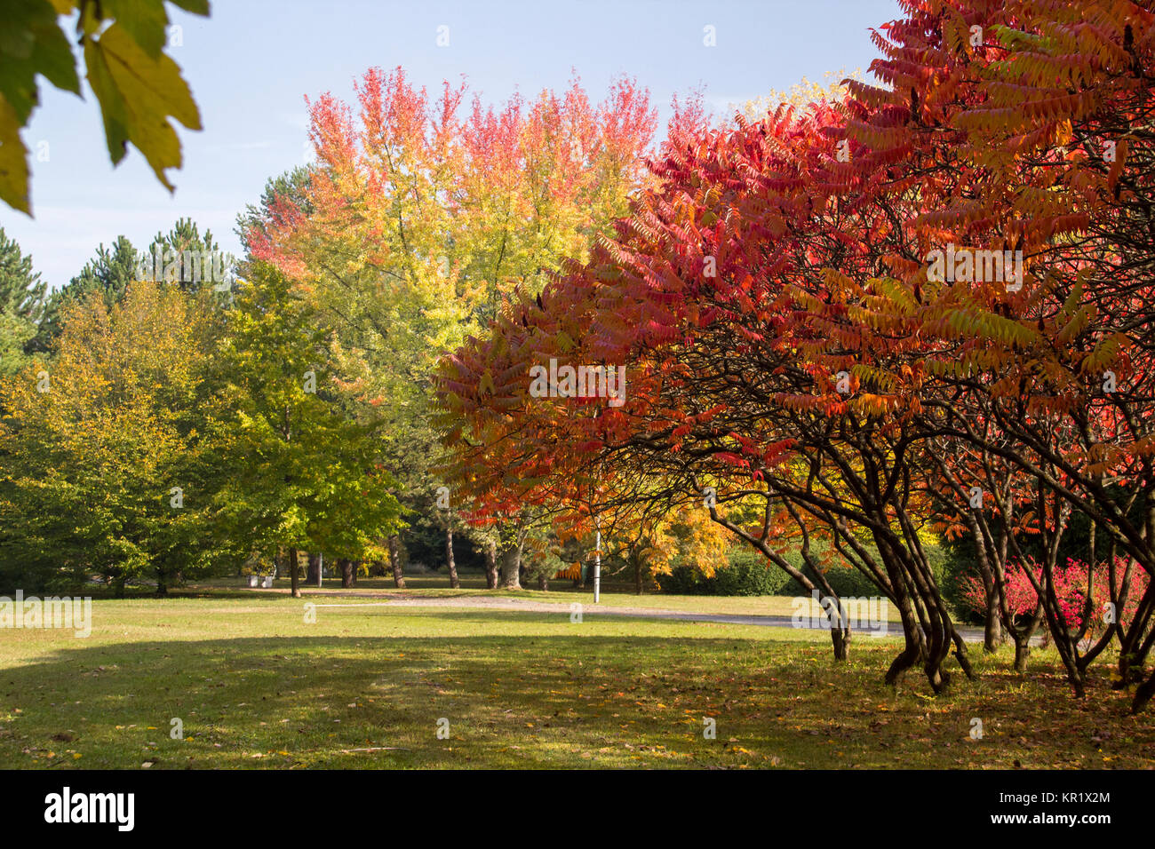 Sunny Morning in Empty Autumn Park .Colorful trees and leaves Stock Photo - Alamy