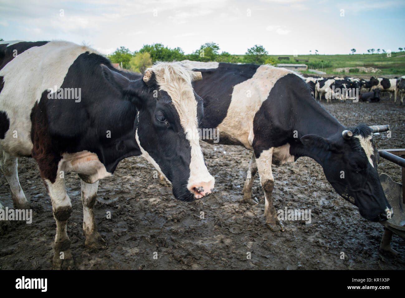 Holstein cows in farm Stock Photo - Alamy