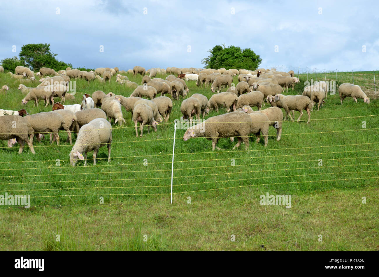flock of sheep Stock Photo - Alamy