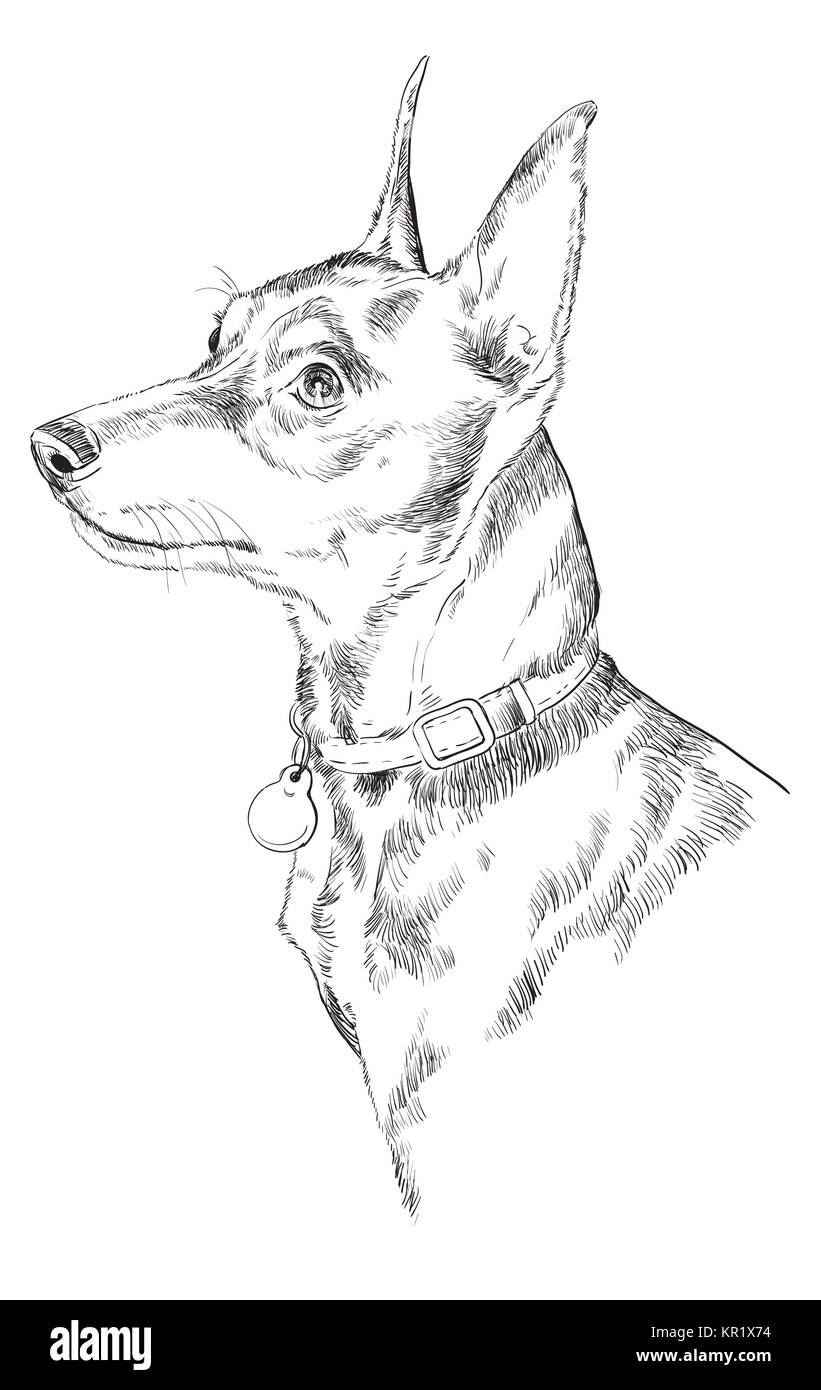 Miniature Pinscher vector hand drawing illustration in black color ...