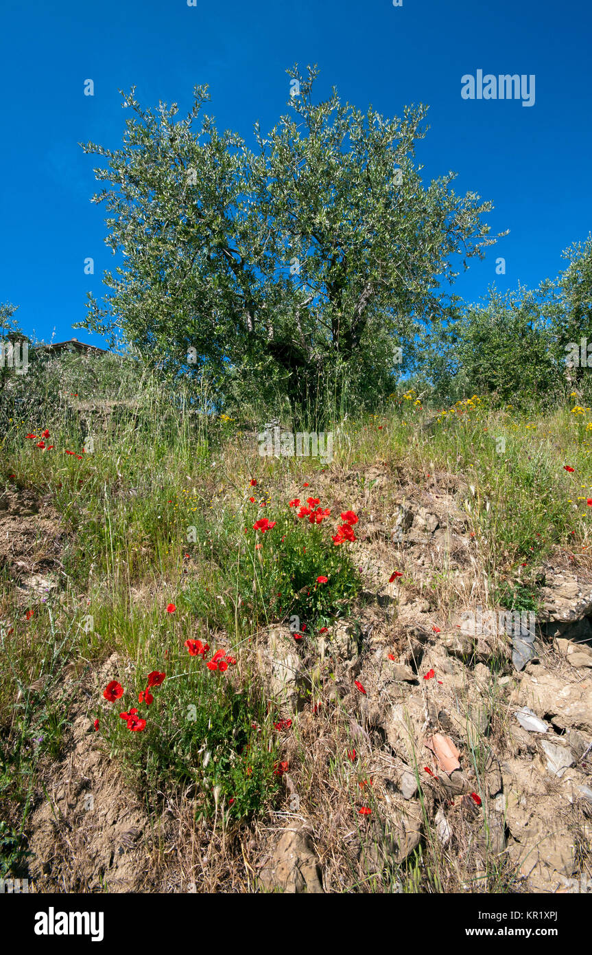 Olive tree (Olea europaea) and red poppy (Papaver rhoeas), Umbria ...
