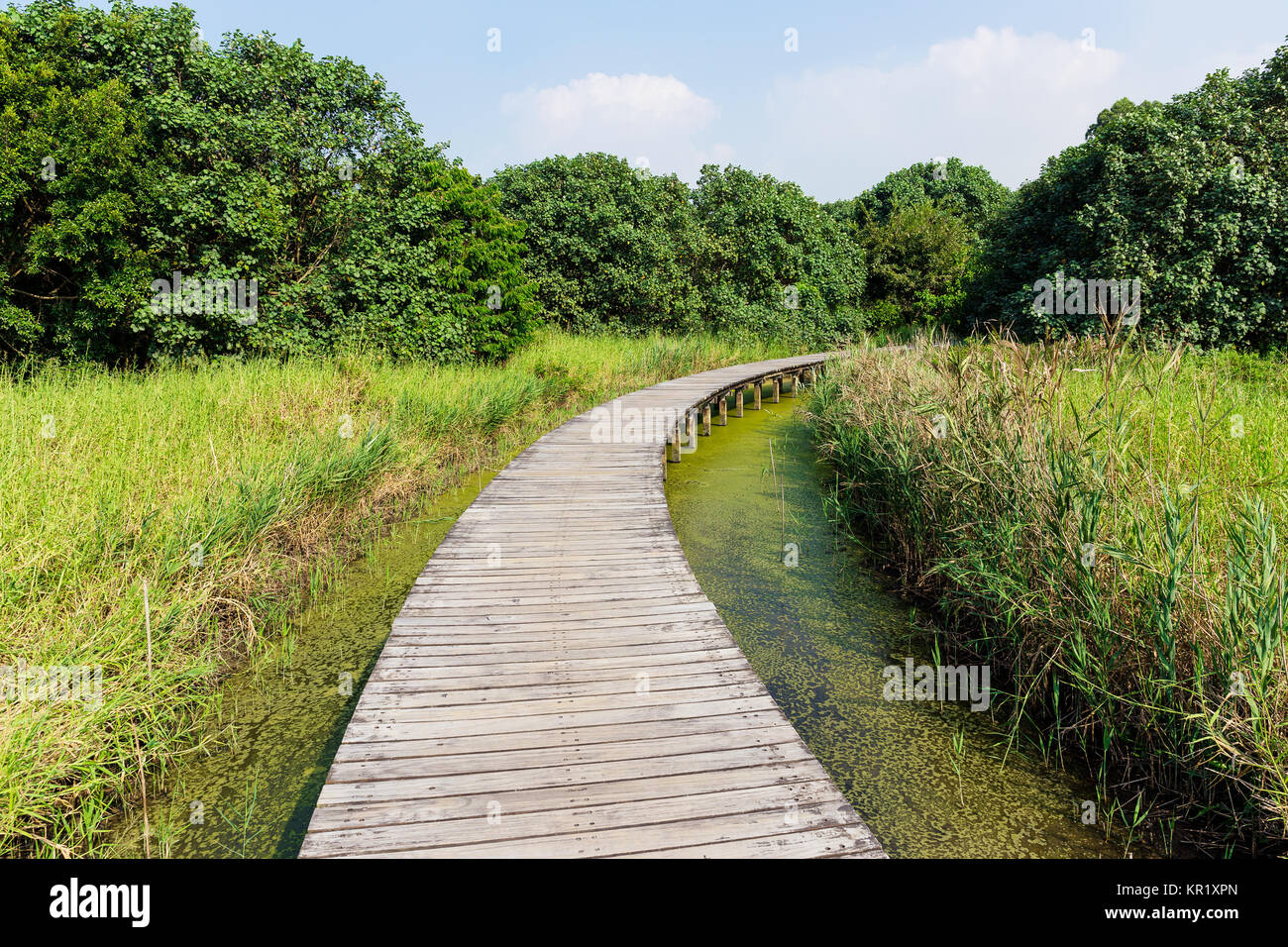 Wooden path in green forest Stock Photo - Alamy