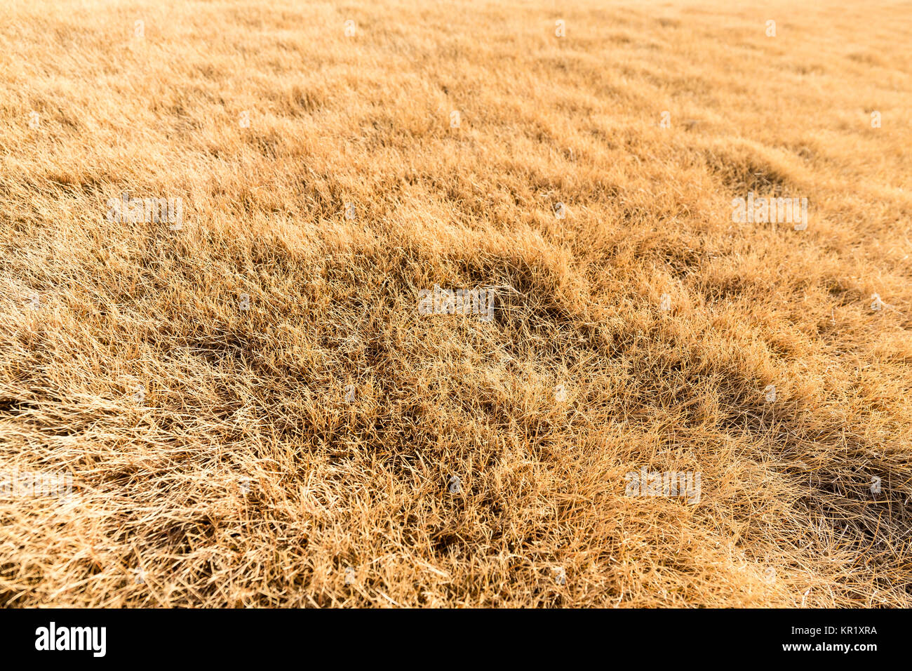 Rye grass border hi-res stock photography and images - Alamy