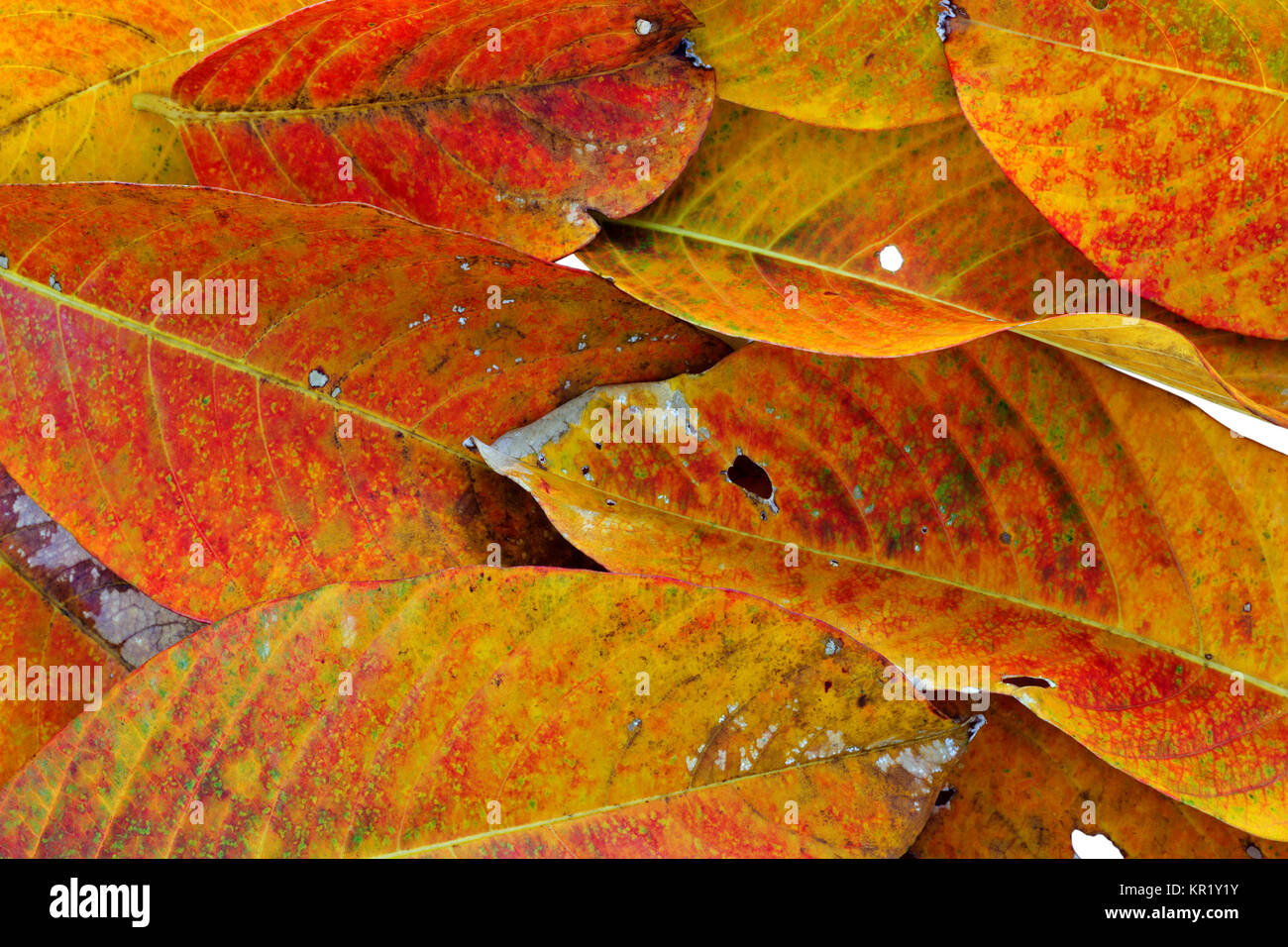 Dry Leaves, Background Stock Photo - Alamy