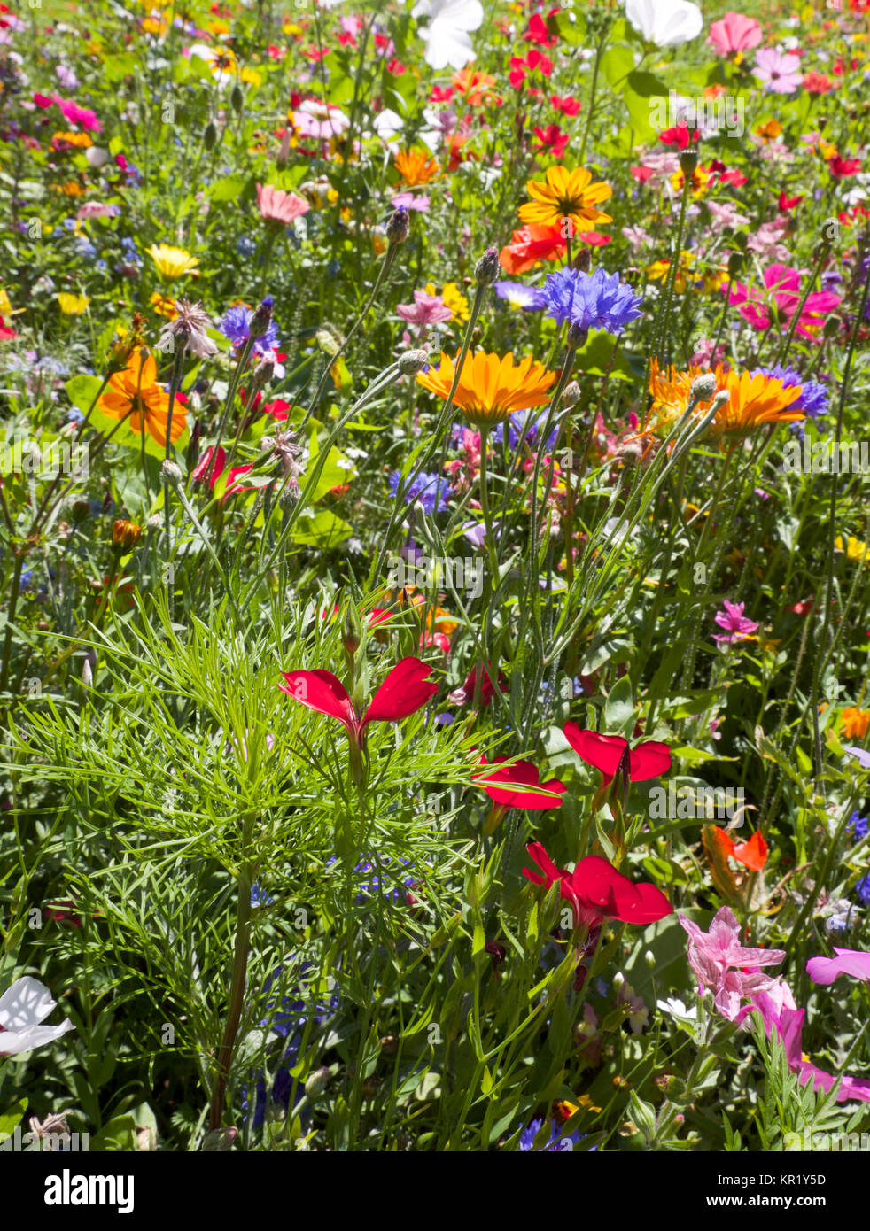 Field Of Summer Flowers