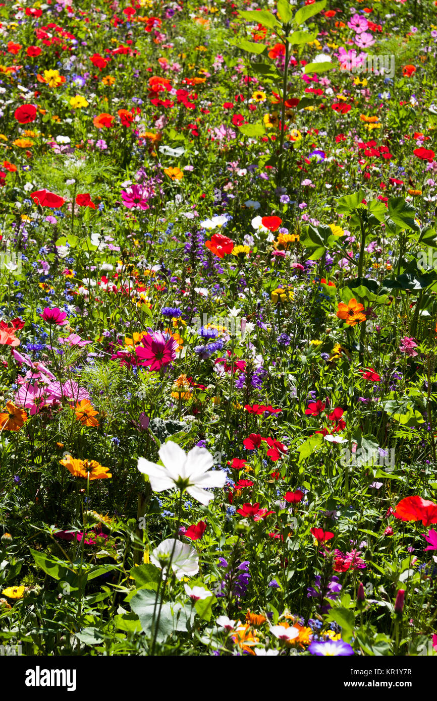 field of summer wild flowers, daisy, poppy, very colourful, yellow ...