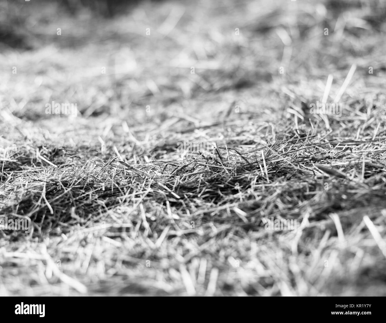 Stable model Black and White Stock Photos & Images - Alamy