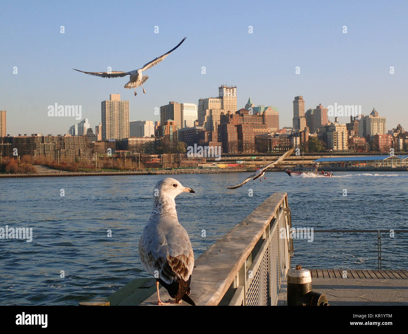 Gull vision hi-res stock photography and images - Alamy