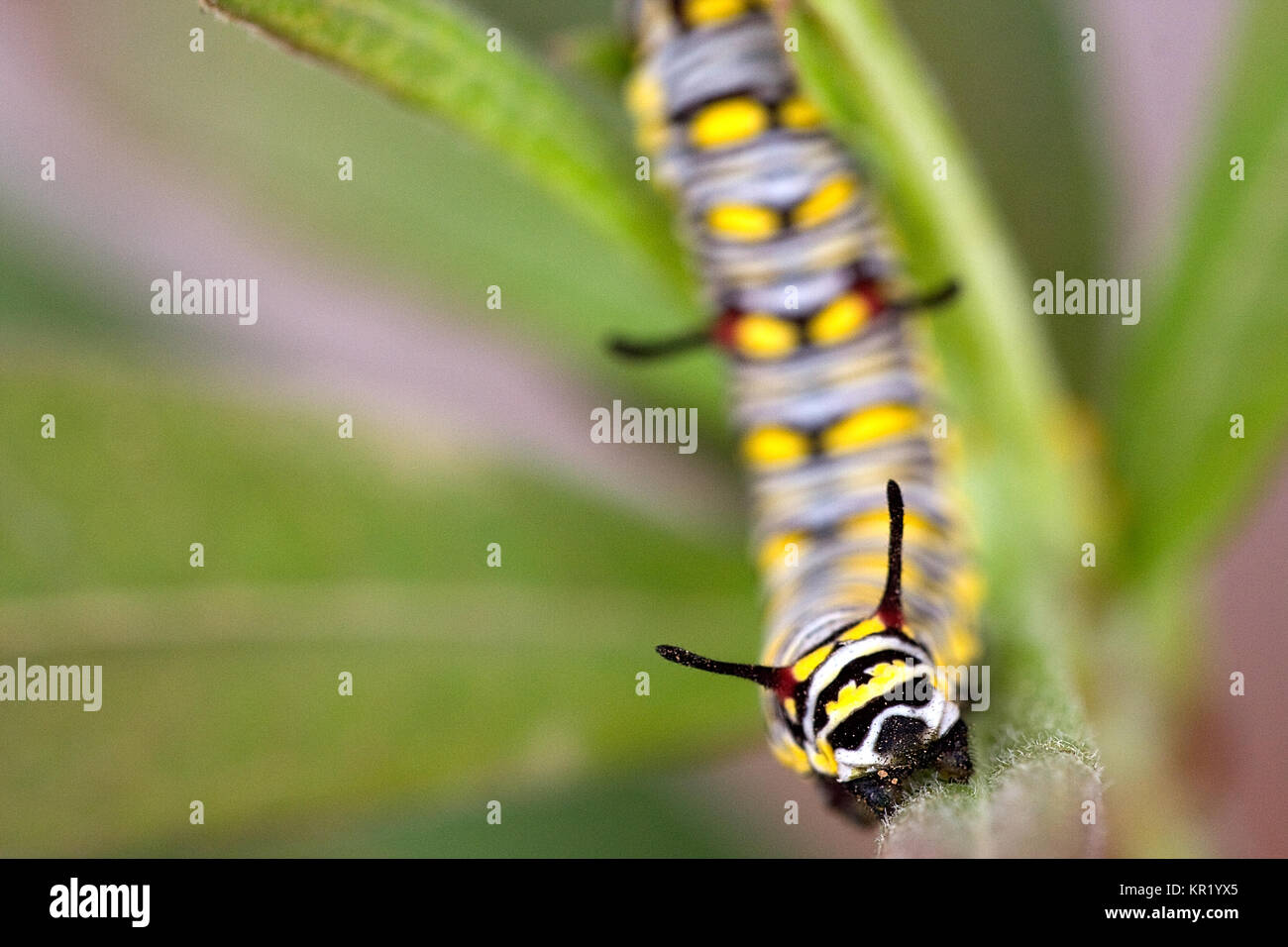 Yellow caterpiller hi-res stock photography and images - Alamy