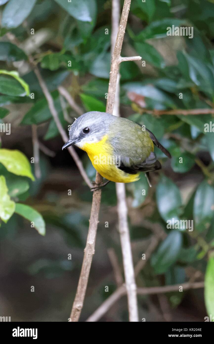 eastern yellow robin Stock Photo - Alamy