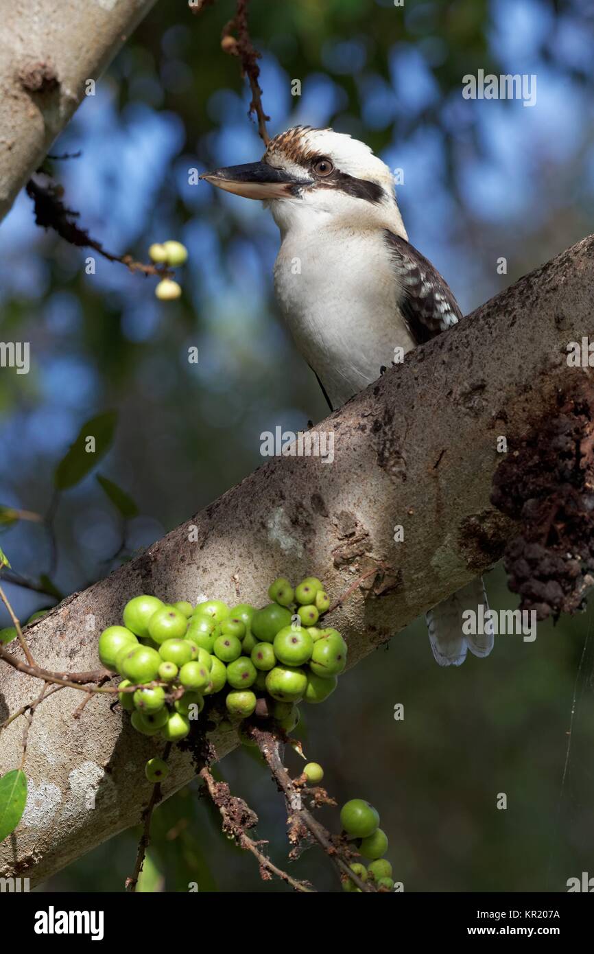 Kookaburra australien hi-res stock photography and images - Alamy