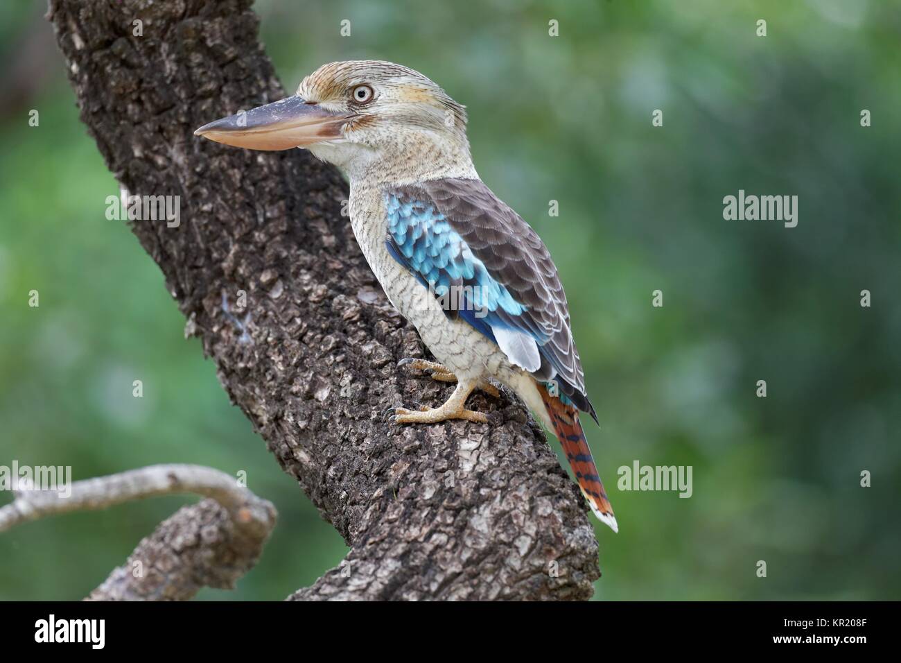 Kookaburra australien hi-res stock photography and images - Alamy