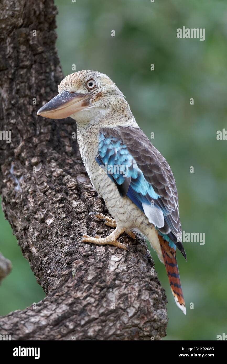 Kookaburra australien hi-res stock photography and images - Alamy