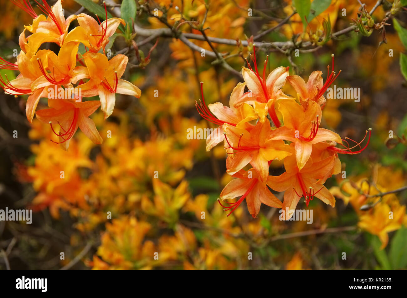 azalea orange azalea in orange colors Stock Photo - Alamy
