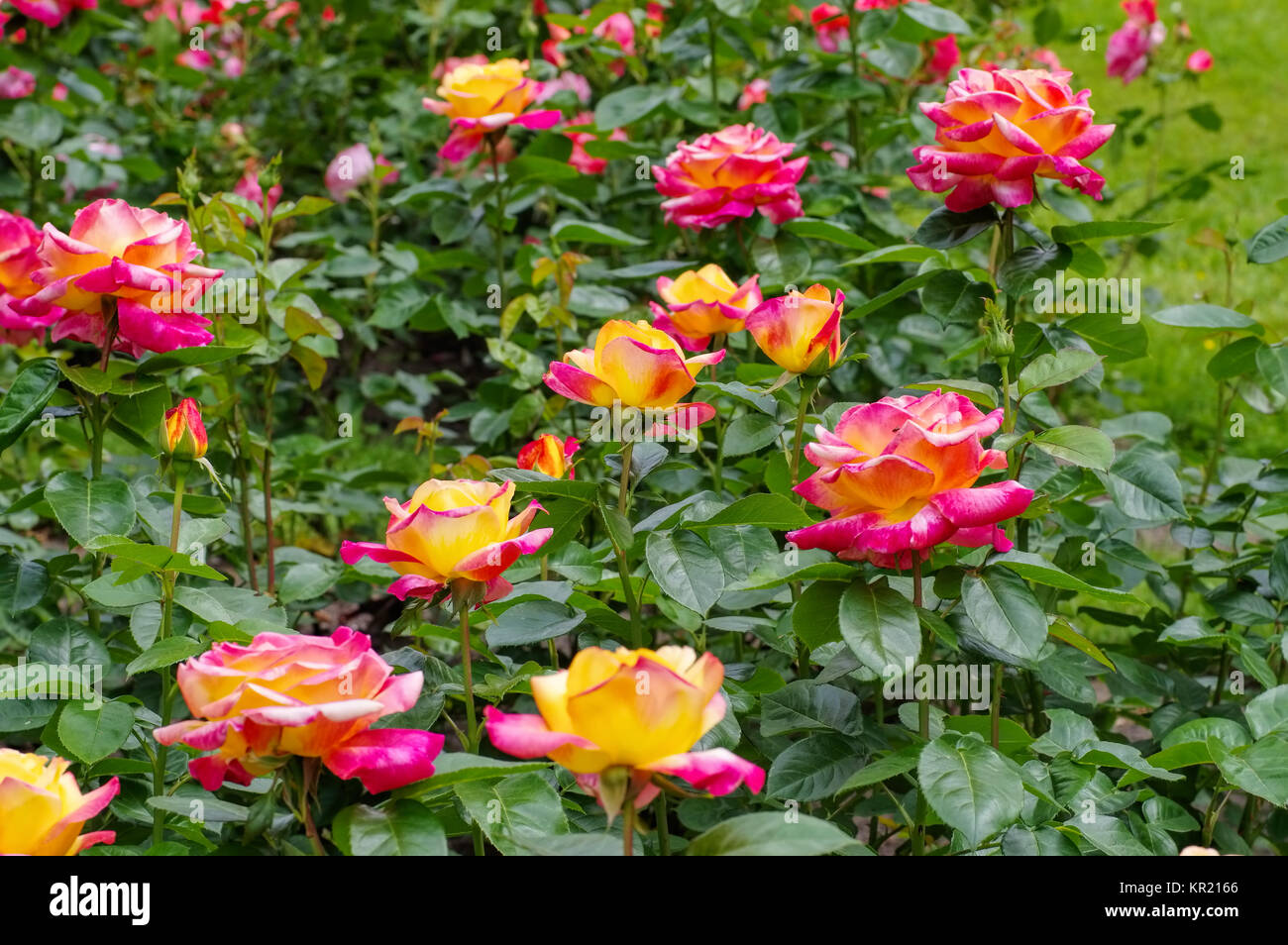Rose Orient Express - the rose Orient Express in summer Stock Photo - Alamy