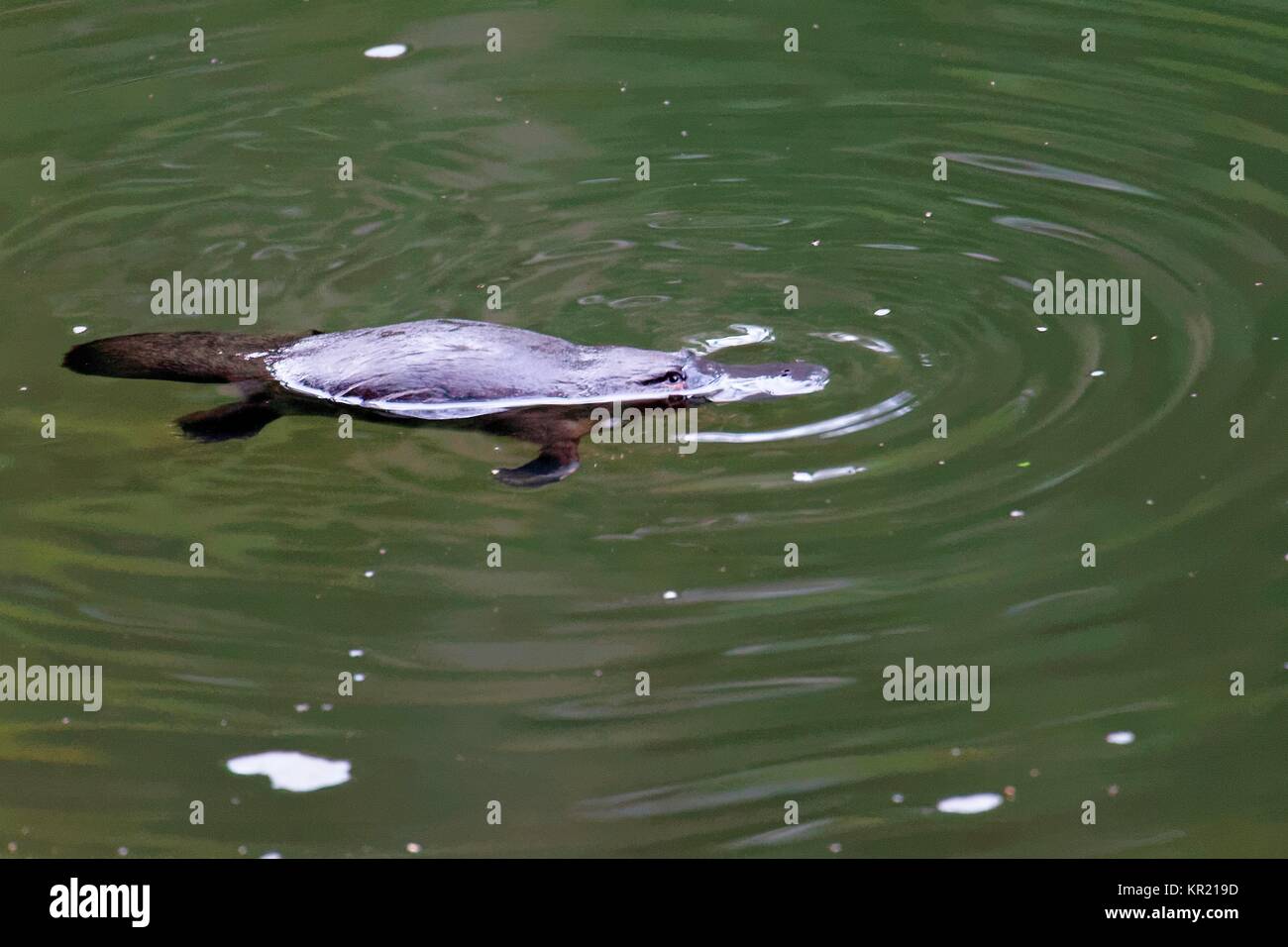 Schnabeltier ornithorhynchus anatinus hi-res stock photography and ...