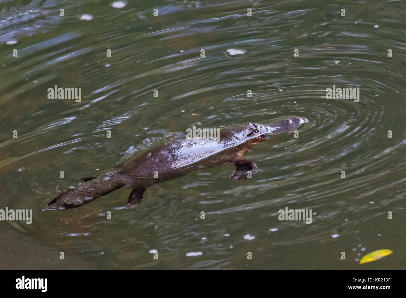 Schnabeltier hi-res stock photography and images - Alamy