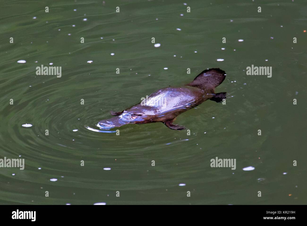 Schnabeltier ornithorhynchus anatinus hi-res stock photography and ...