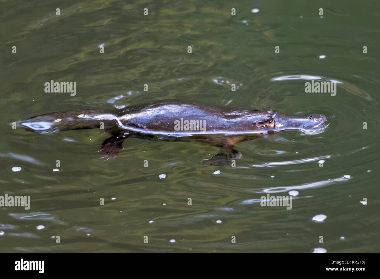 Schnabeltier hi-res stock photography and images - Alamy