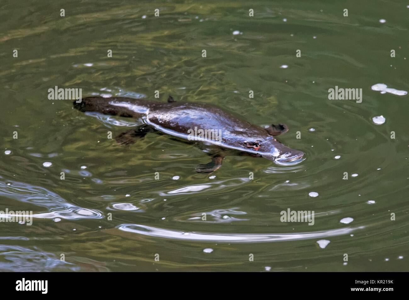 Schnabeltier ornithorhynchus anatinus hi-res stock photography and ...