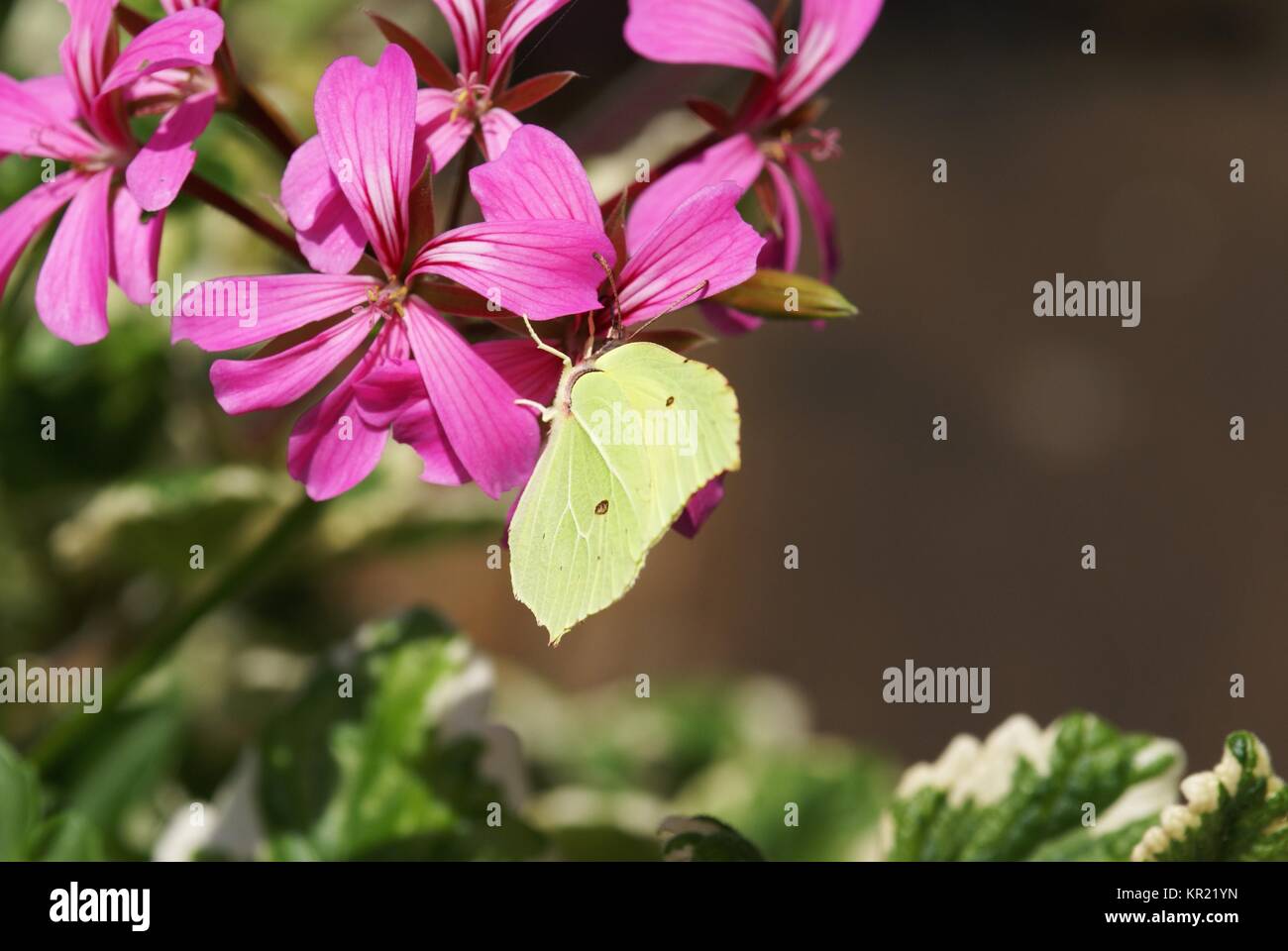 lemon butterflies in a geranium flower Stock Photo - Alamy