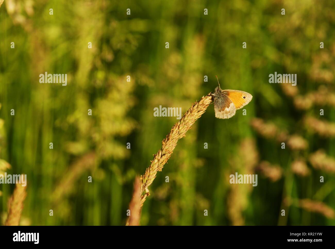 Â aurora sheep in a meadow Stock Photo - Alamy