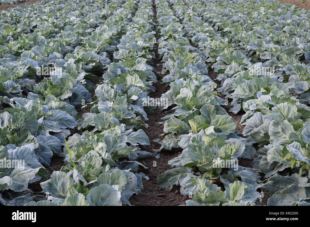The cabbage field Stock Photo - Alamy