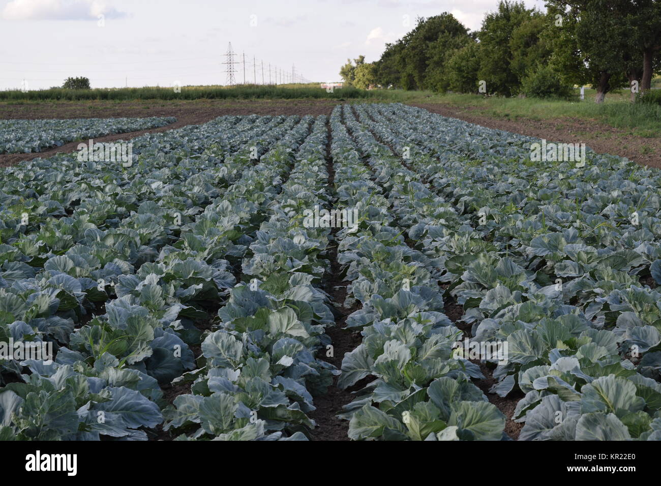 The cabbage field Stock Photo - Alamy