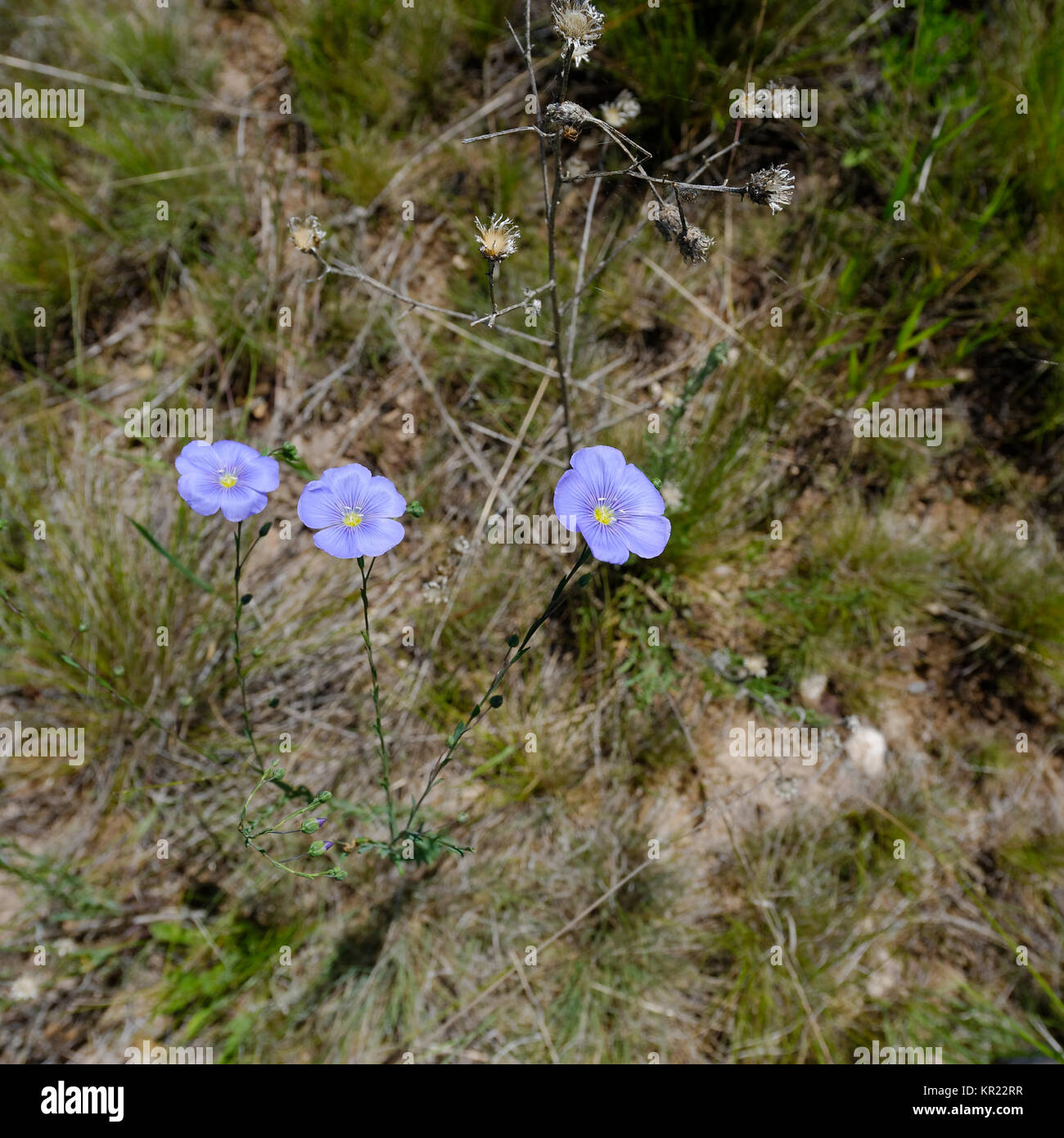 Thick open flower hi-res stock photography and images - Alamy