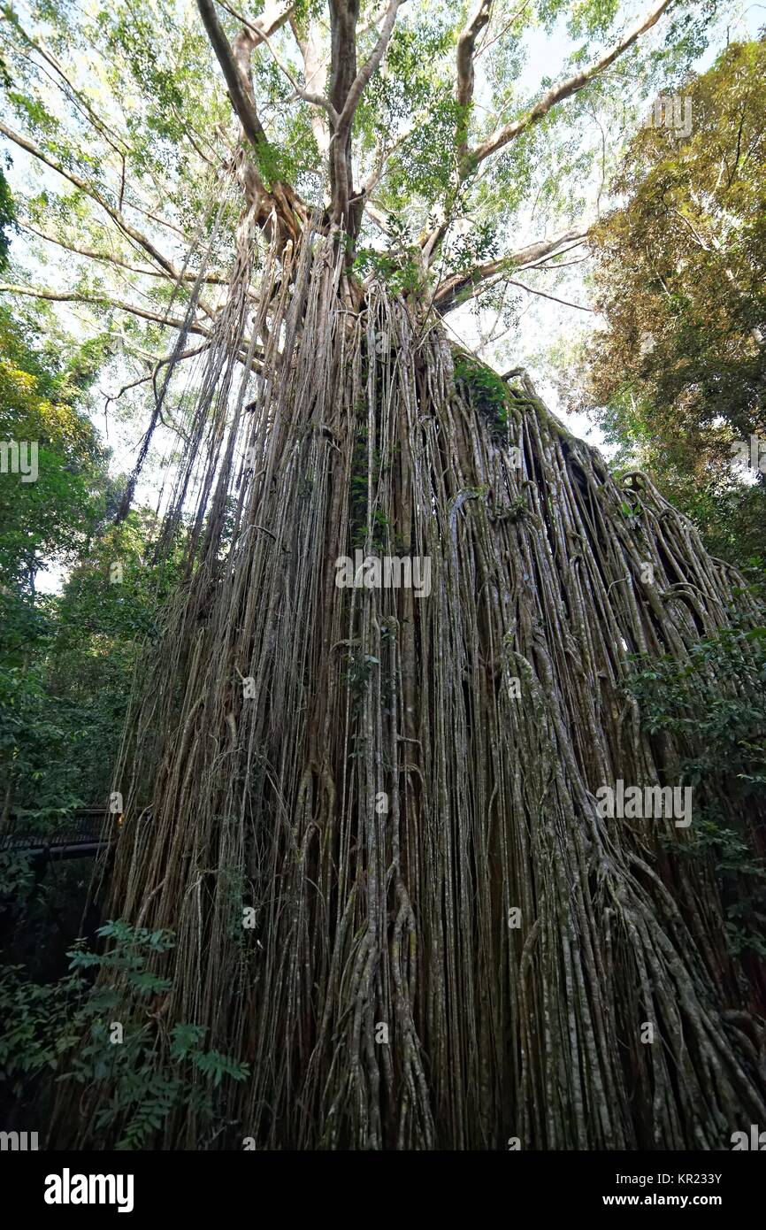 curtain fig tree Stock Photo - Alamy