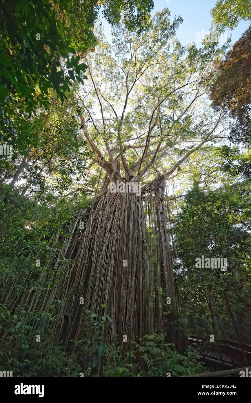 curtain fig tree Stock Photo - Alamy