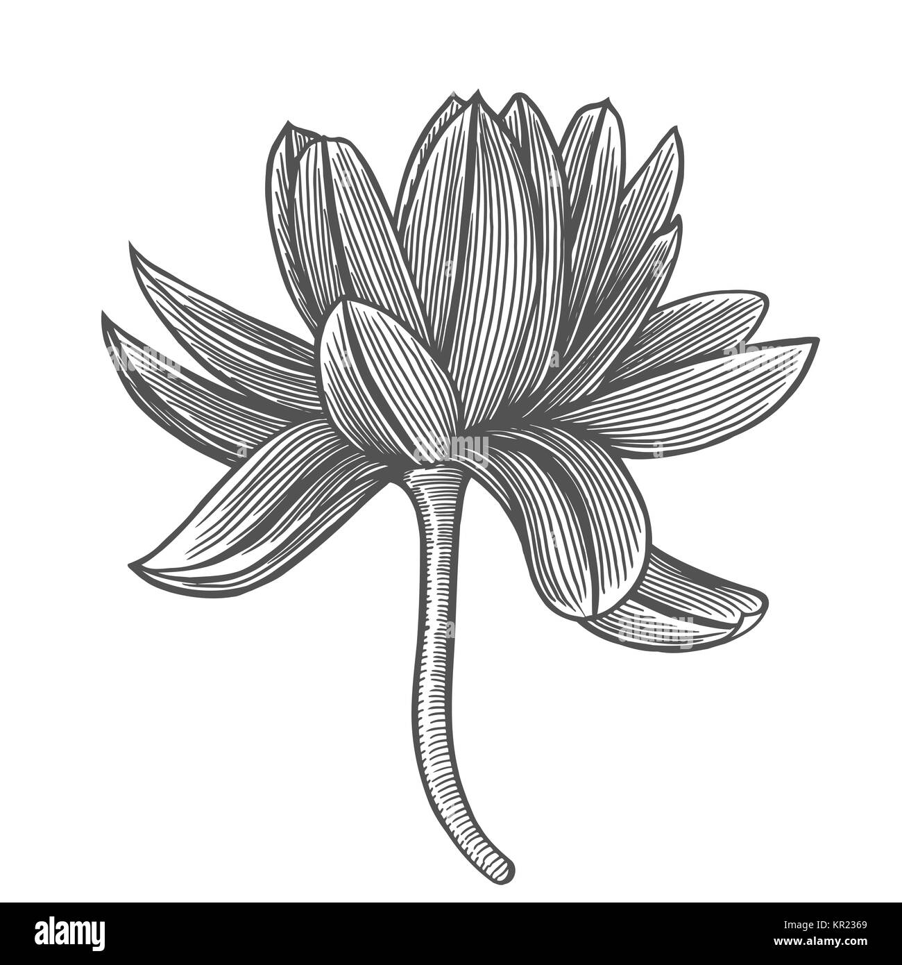 Tulip illustration old book Stock Vector Images - Alamy