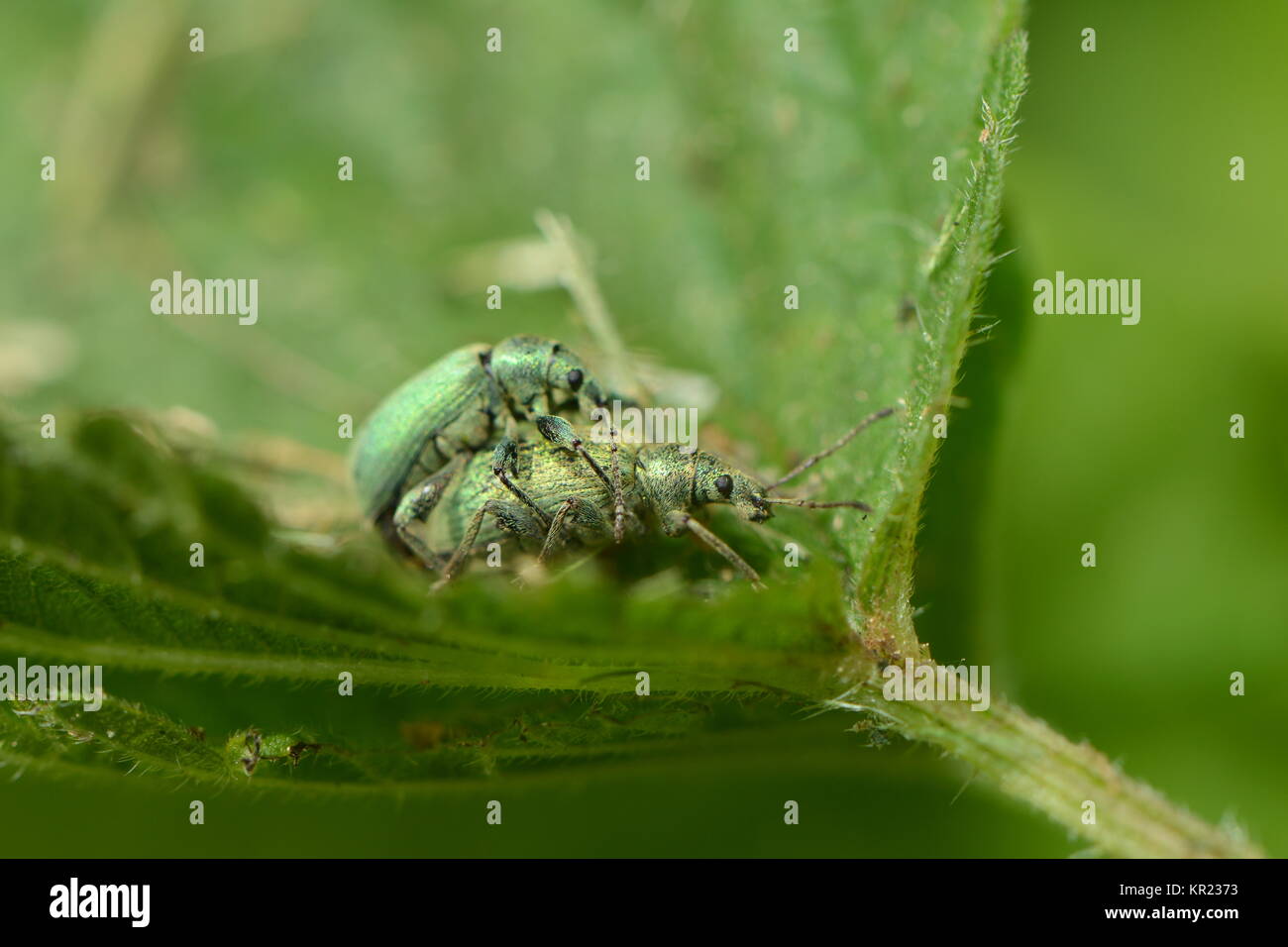 weevil in mating Stock Photo - Alamy