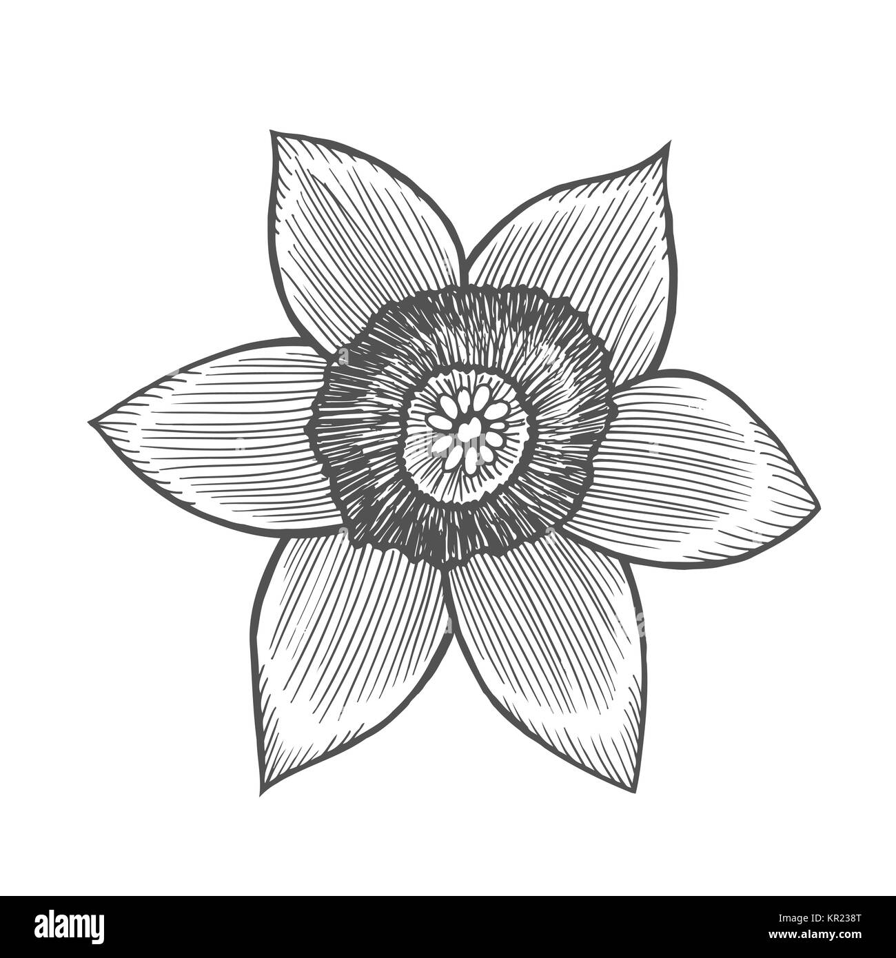 Narcis flower illustration, line pattern. Vector artwork. Coloring book ...