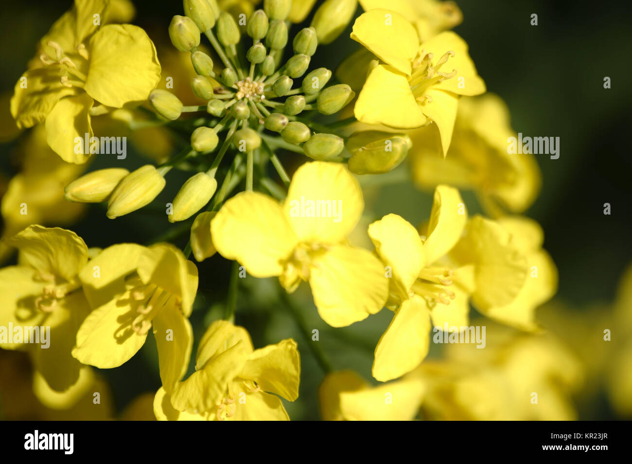 bright yellow rape flower Stock Photo - Alamy
